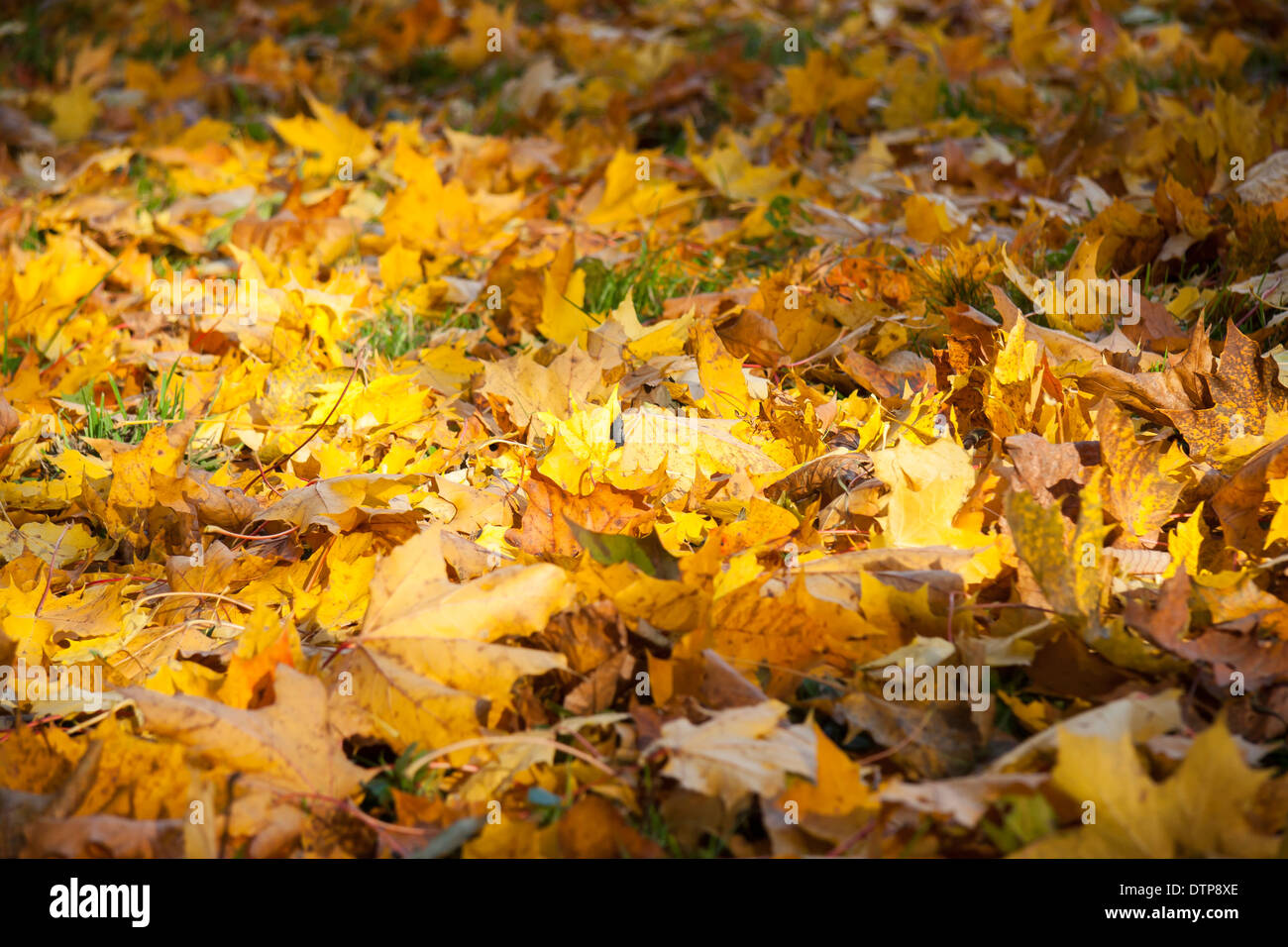Golden autumn leaves on ground hi-res stock photography and images - Alamy