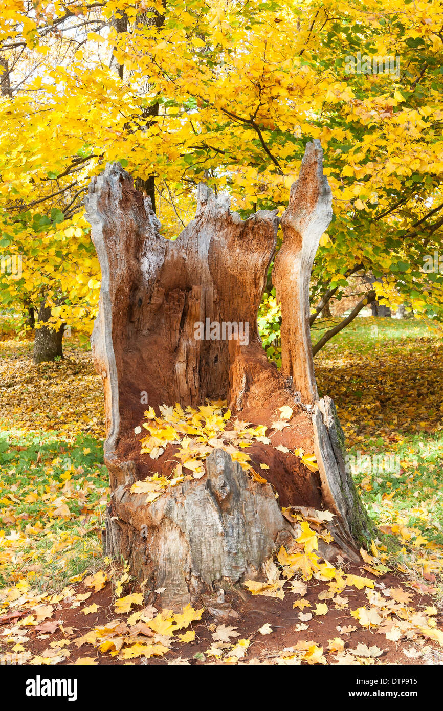 Yellow autumn leaves on ground and on an old large broken tree stem ...