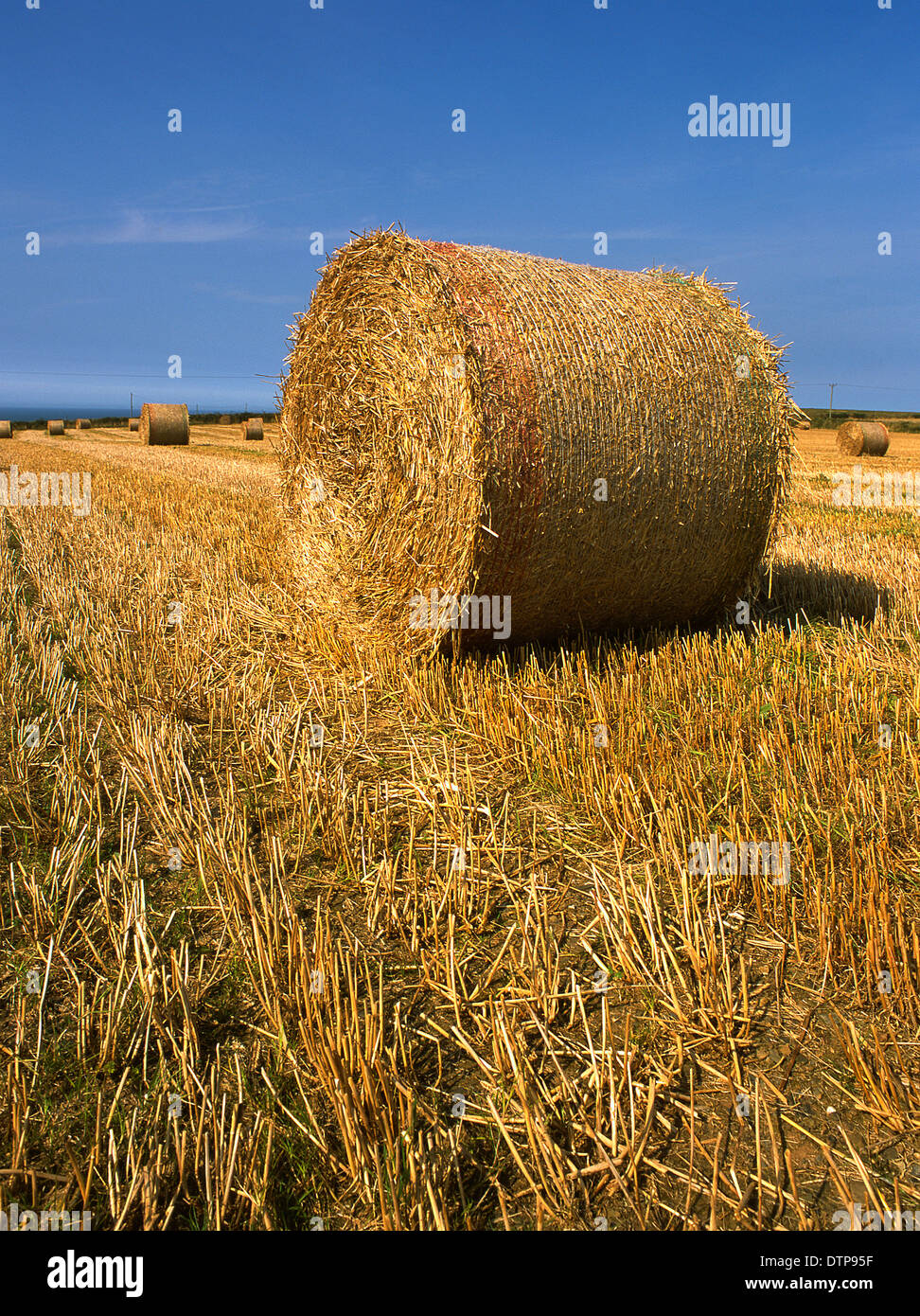 rolled leftover corn bale Stock Photo - Alamy