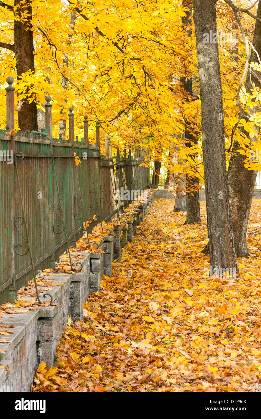 Old metal fence between colorful autumn trees Stock Photo - Alamy
