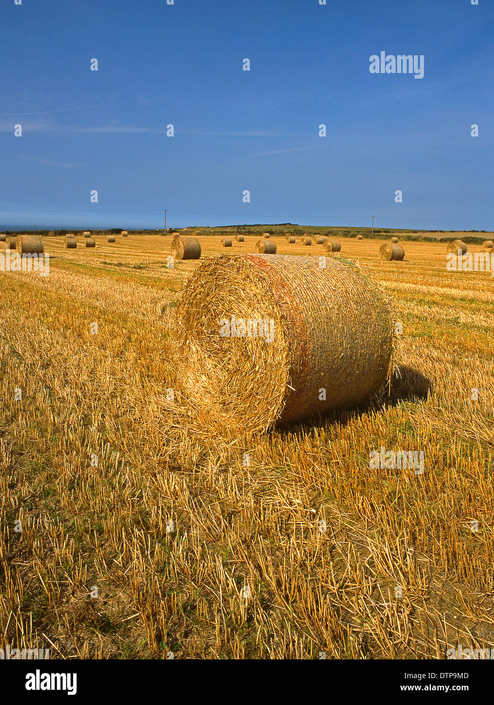 rolled leftover corn bale Stock Photo - Alamy