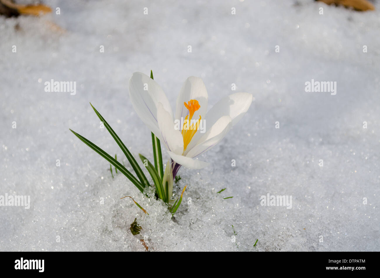 close up of beautiful white crocus flower in snow, the first sign of ...