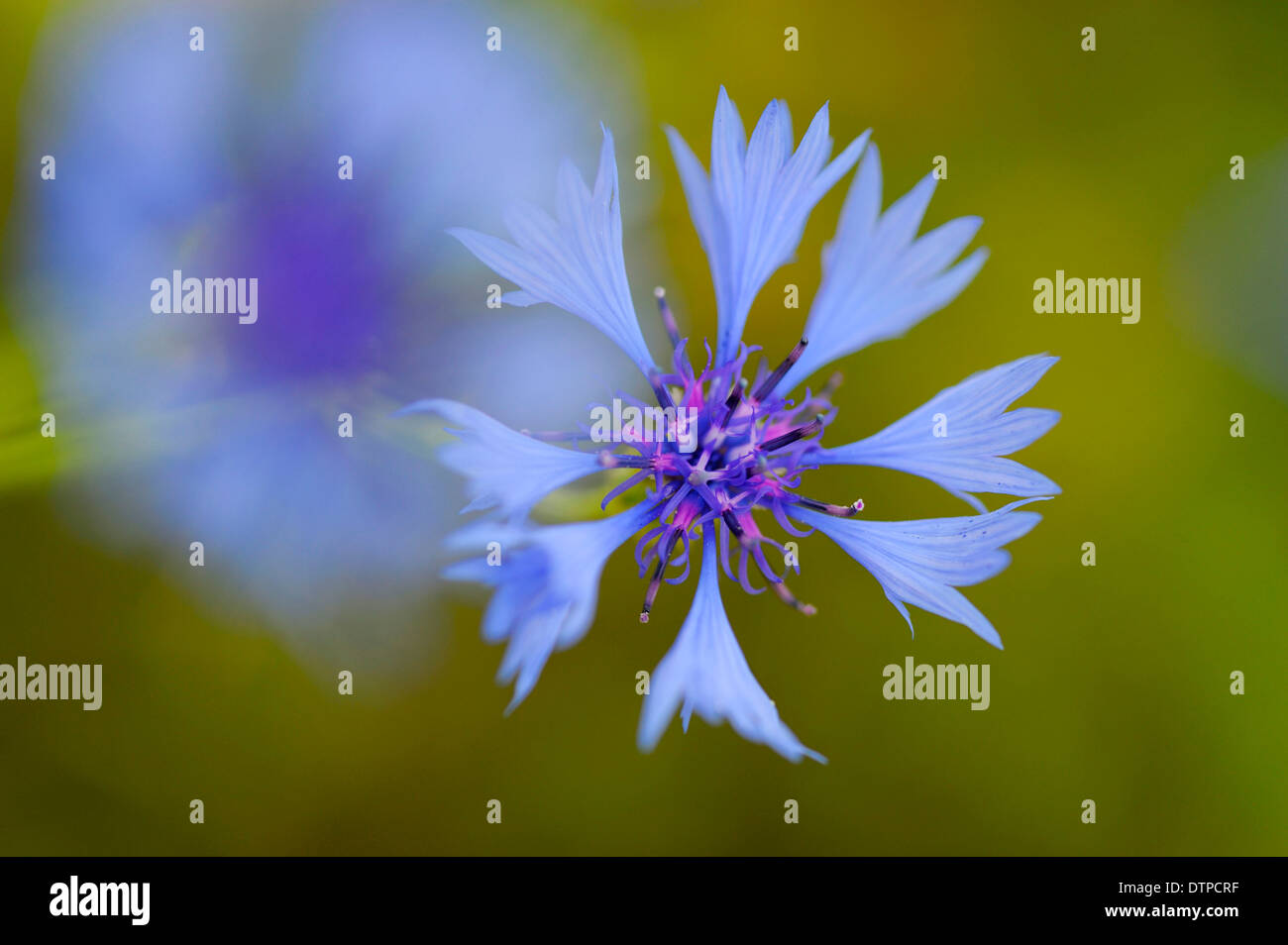 Cornflower, nature reserve Dingdener Heide, North Rhine-Westphalia ...