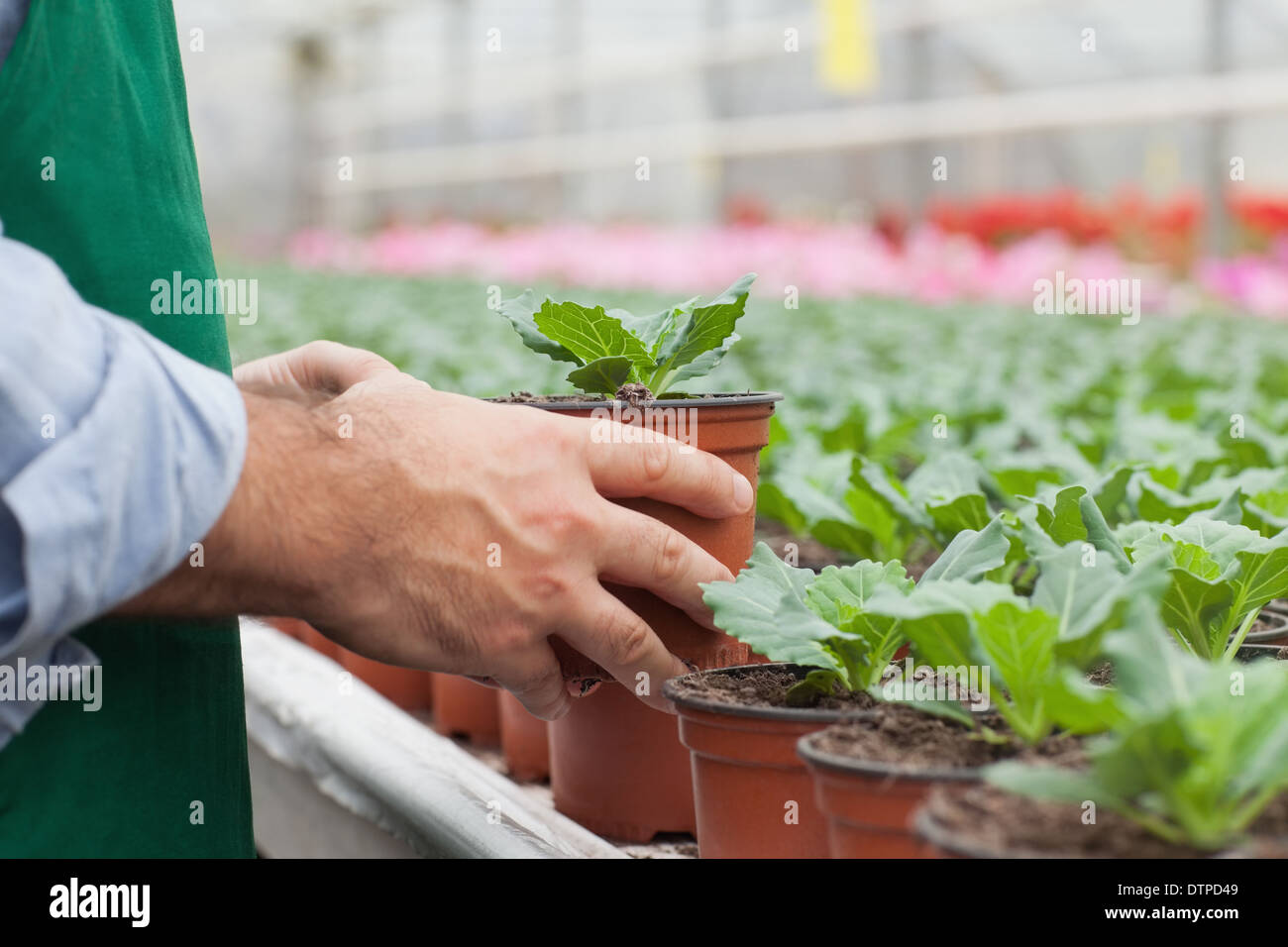 Greenhouse worker handling seedlings Stock Photo - Alamy