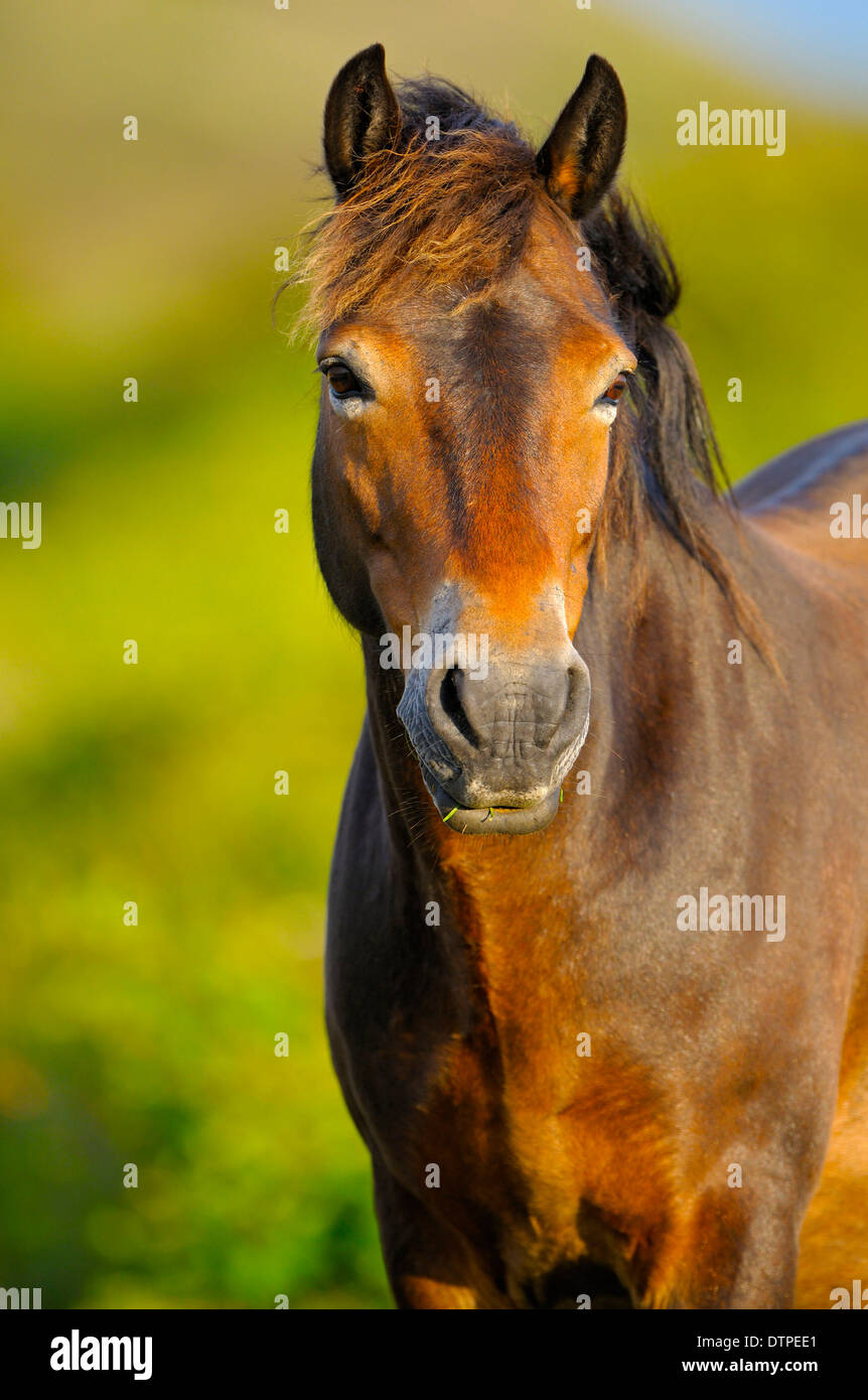 Exmoor pony stallion hi-res stock photography and images - Alamy