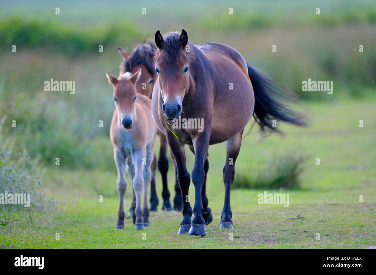 Mares with foal hi-res stock photography and images - Alamy