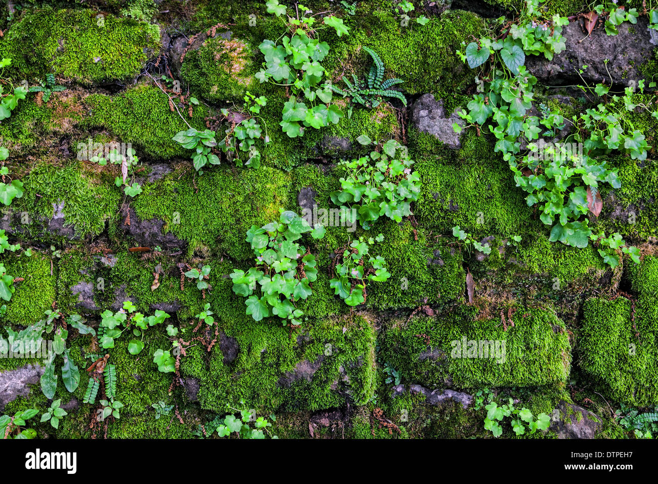 Medieval brick wall texture green hi-res stock photography and images ...
