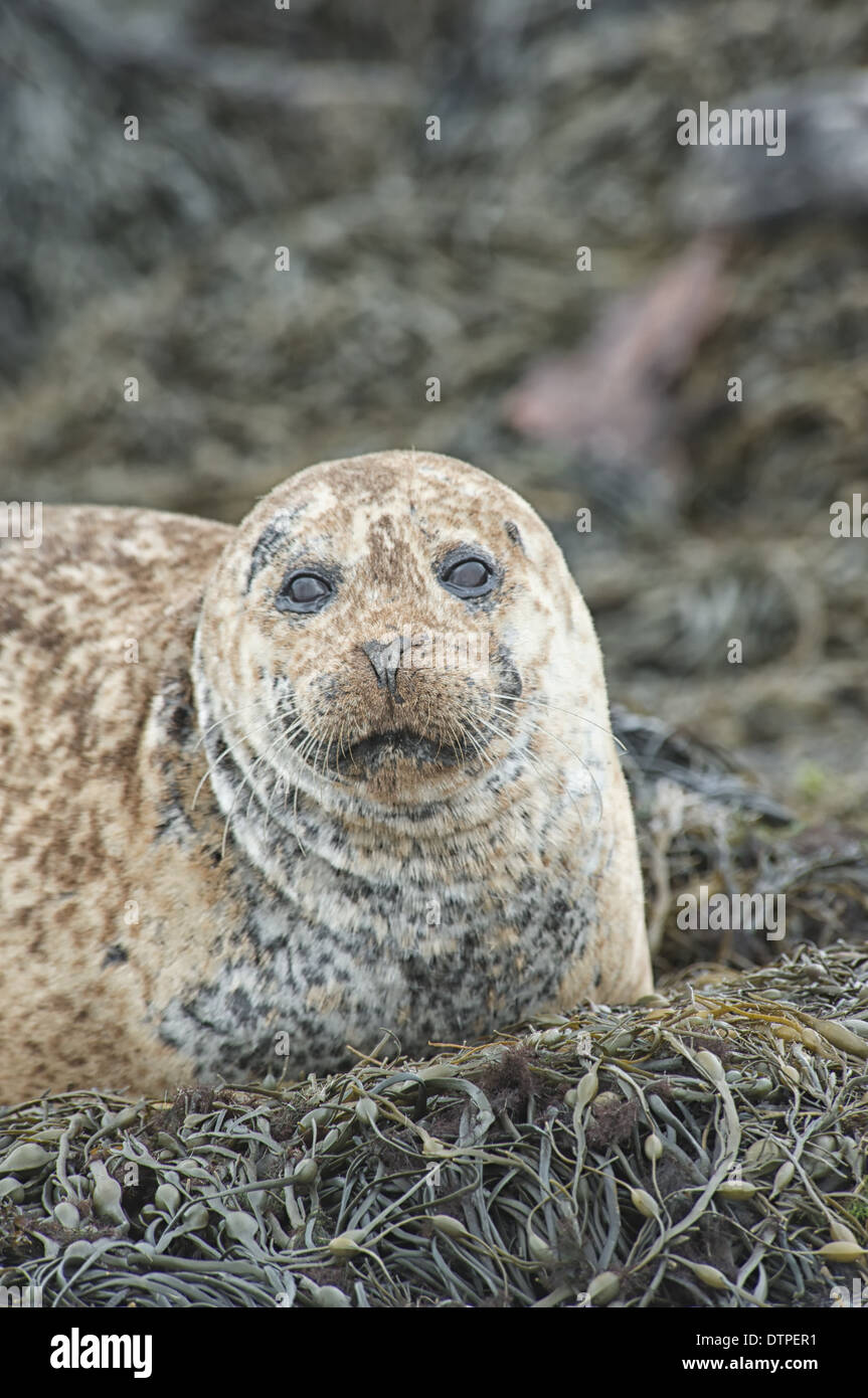 Dunvegan castle seal hi-res stock photography and images - Alamy