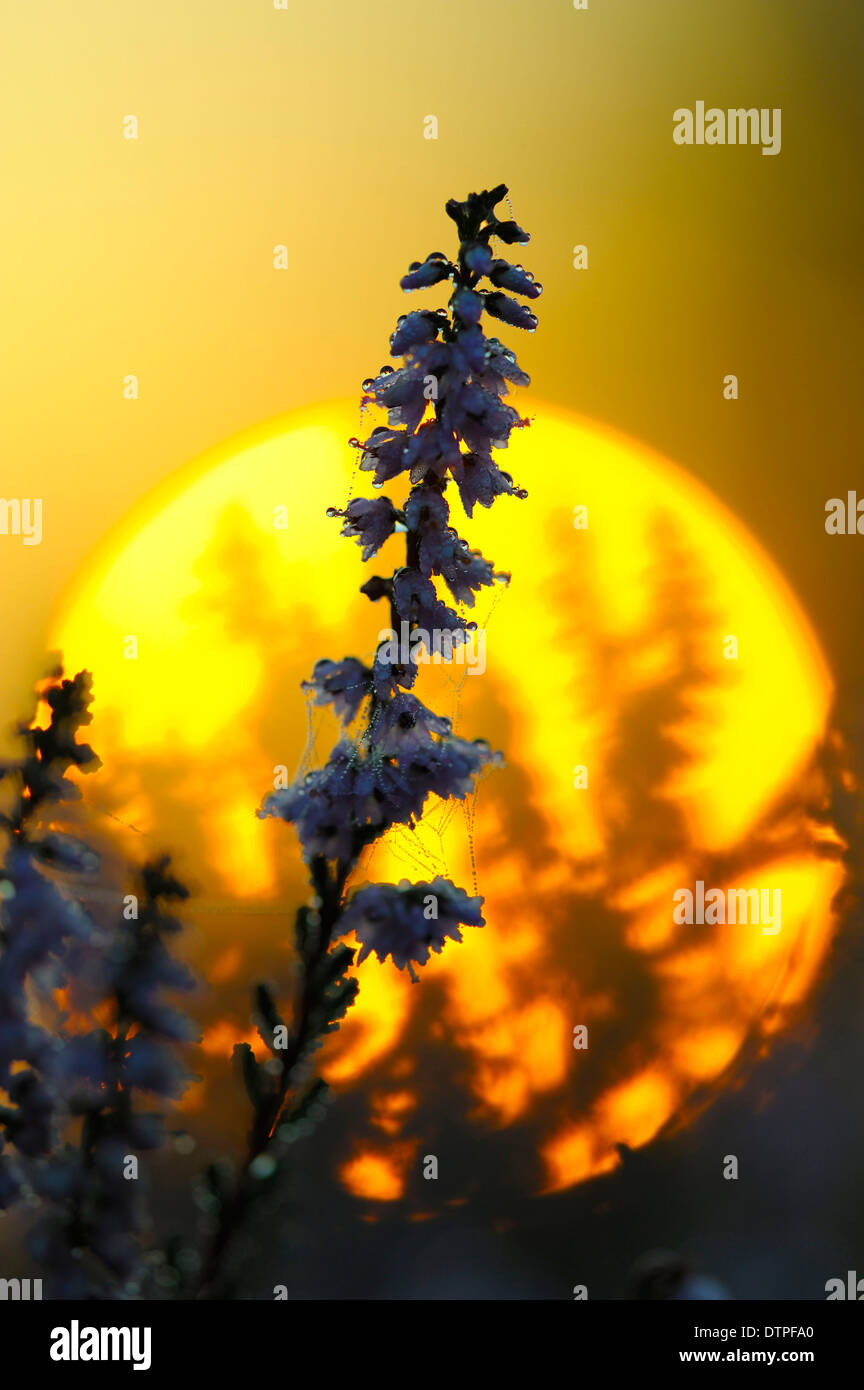 Heather, nature reserve Westruper Heide, North Rhine-Westphalia ...