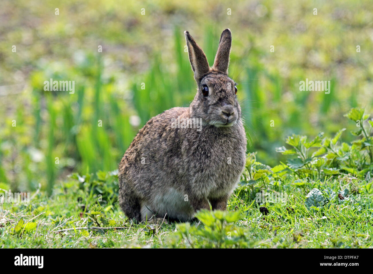 Rabbit (Oryctolagus cuniculus Stock Photo - Alamy