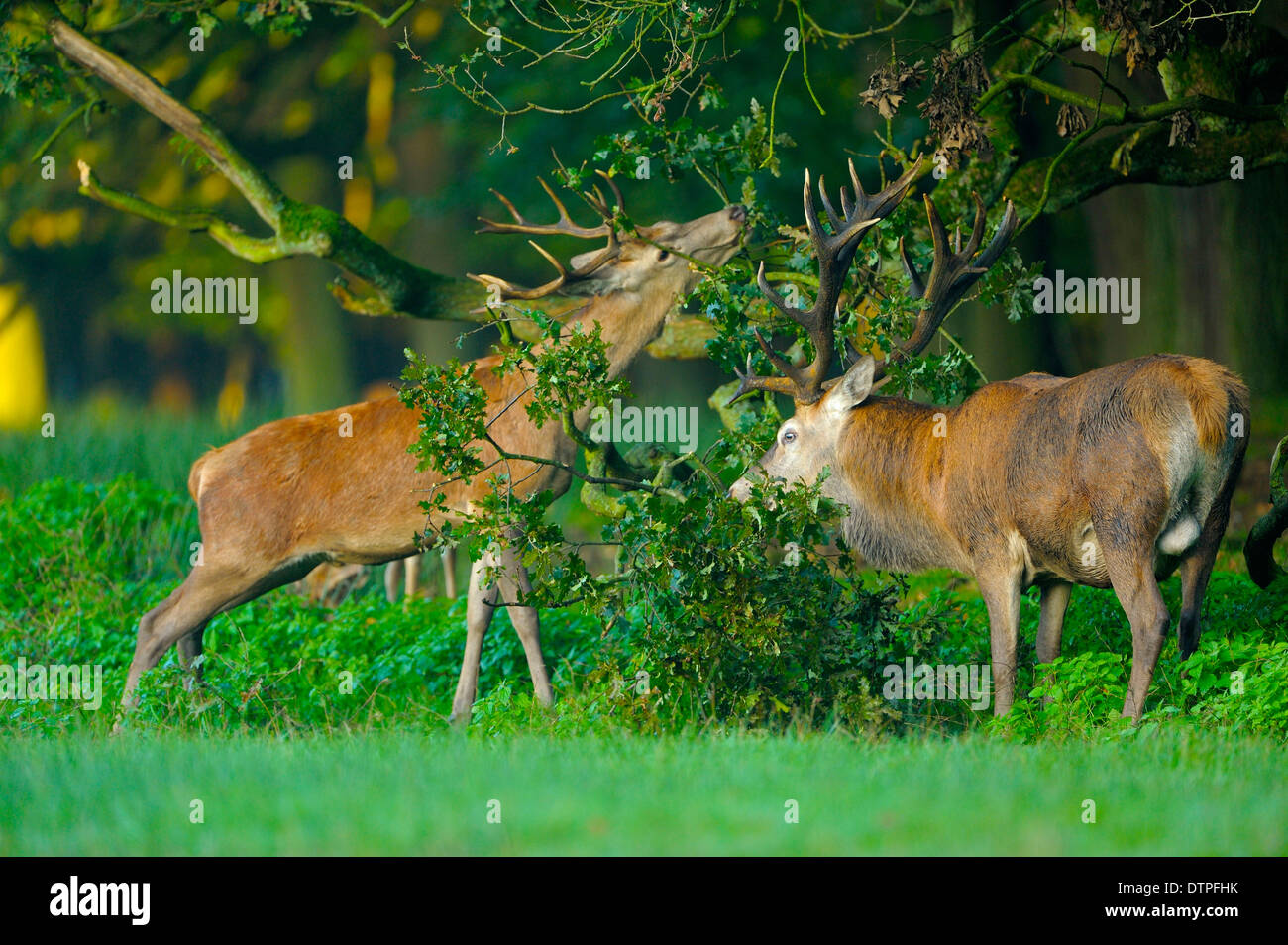 Deer eating acorns hi-res stock photography and images - Alamy