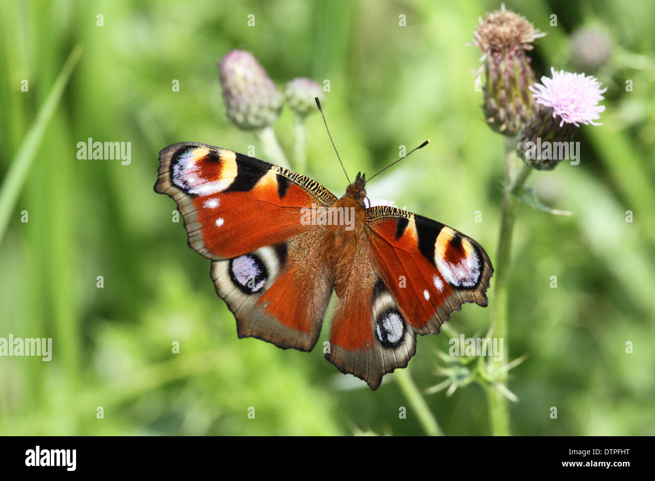 Peacock Butterfly (Inachis io Stock Photo - Alamy