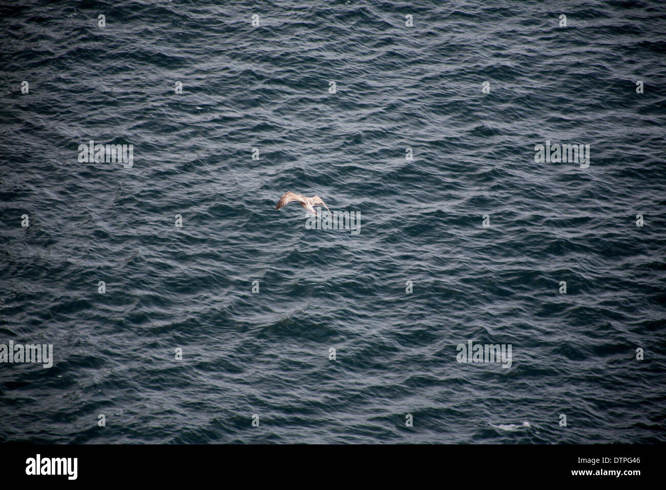 Deep sea bird hi-res stock photography and images - Alamy