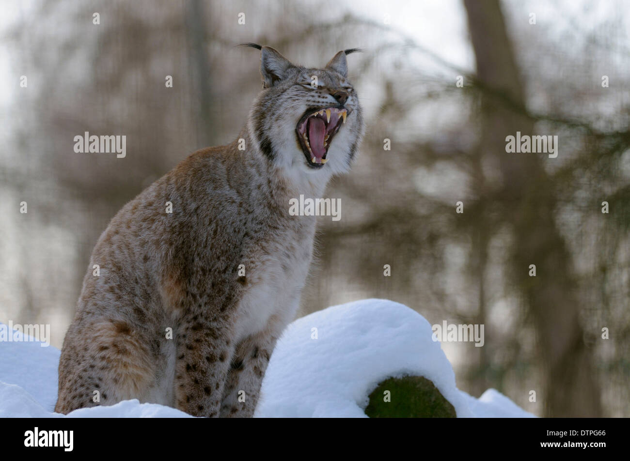 European Lynx / (Lynx lynx, Felis lyns Stock Photo - Alamy