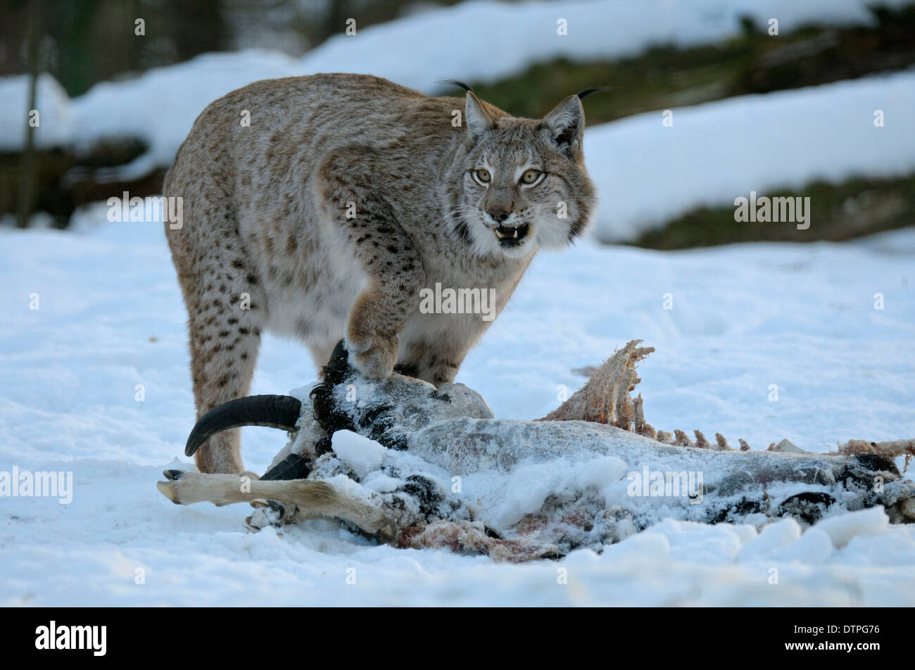 European Lynx at carcass / (Lynx lynx, Felis lyns Stock Photo - Alamy