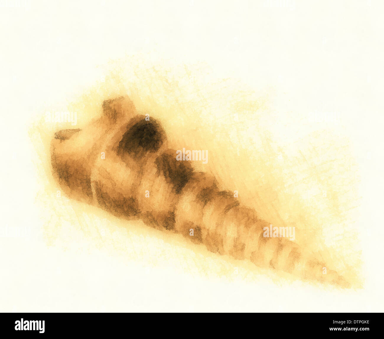 Seashell images hi-res stock photography and images - Alamy