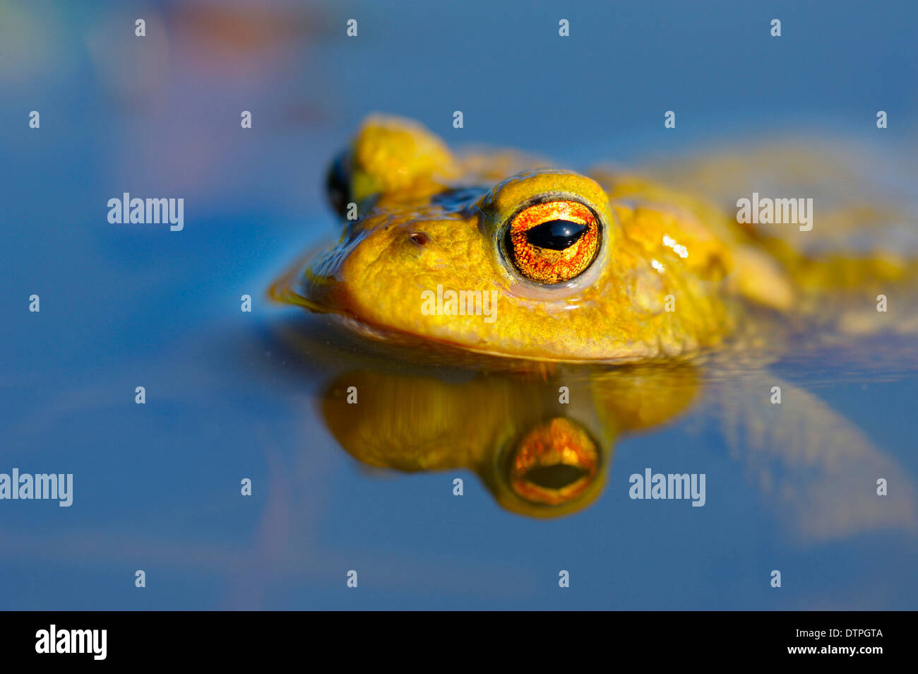 Common toad male north hi-res stock photography and images - Alamy