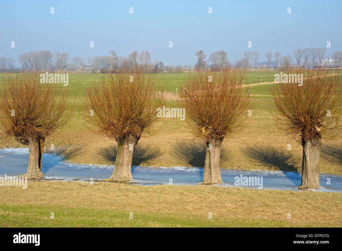 Willow Trees, Emmerich, North-Rhine Westphalia, Germany / February ...