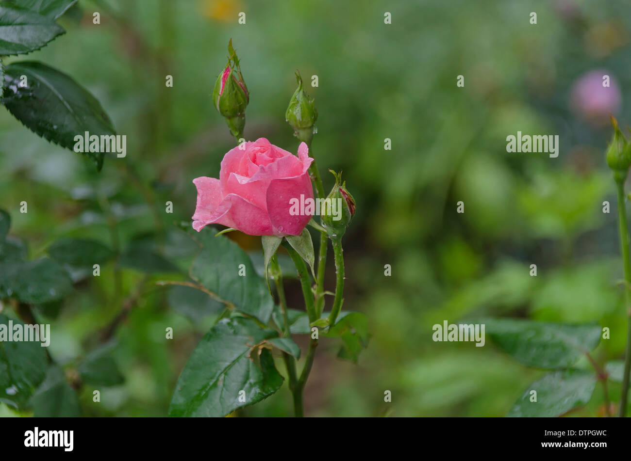 Beautiful pink rose in rain hi-res stock photography and images - Alamy