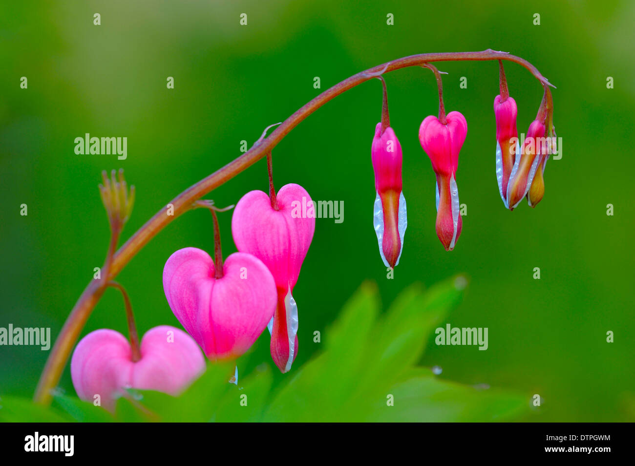 Bleeding Heart / (Dicentra spectabilis Stock Photo - Alamy