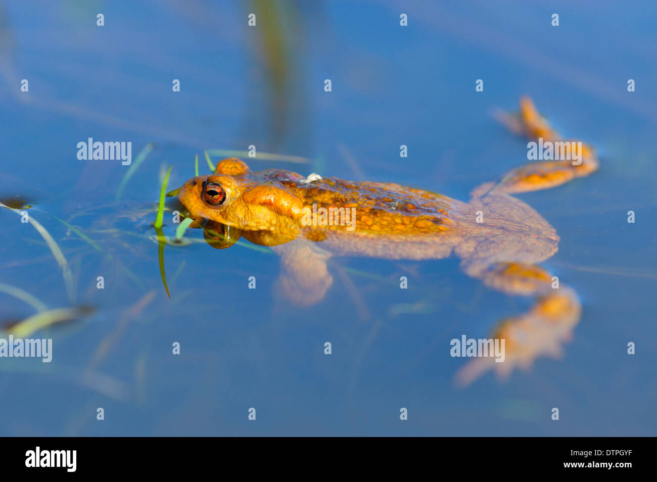 Common toad male north hi-res stock photography and images - Alamy