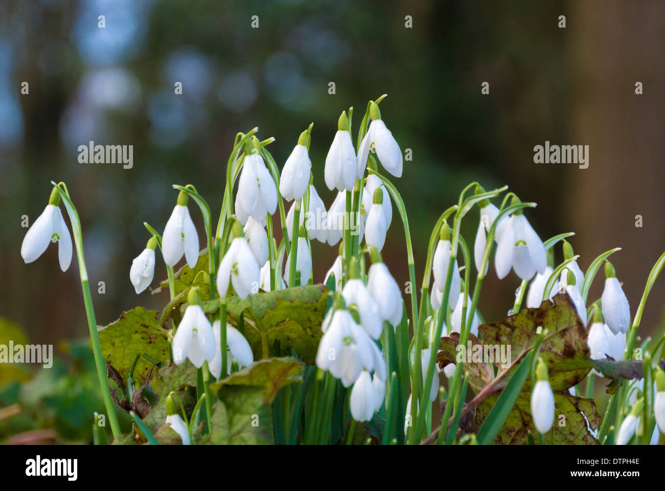 Snowdrops growing in woodland Stock Photo - Alamy