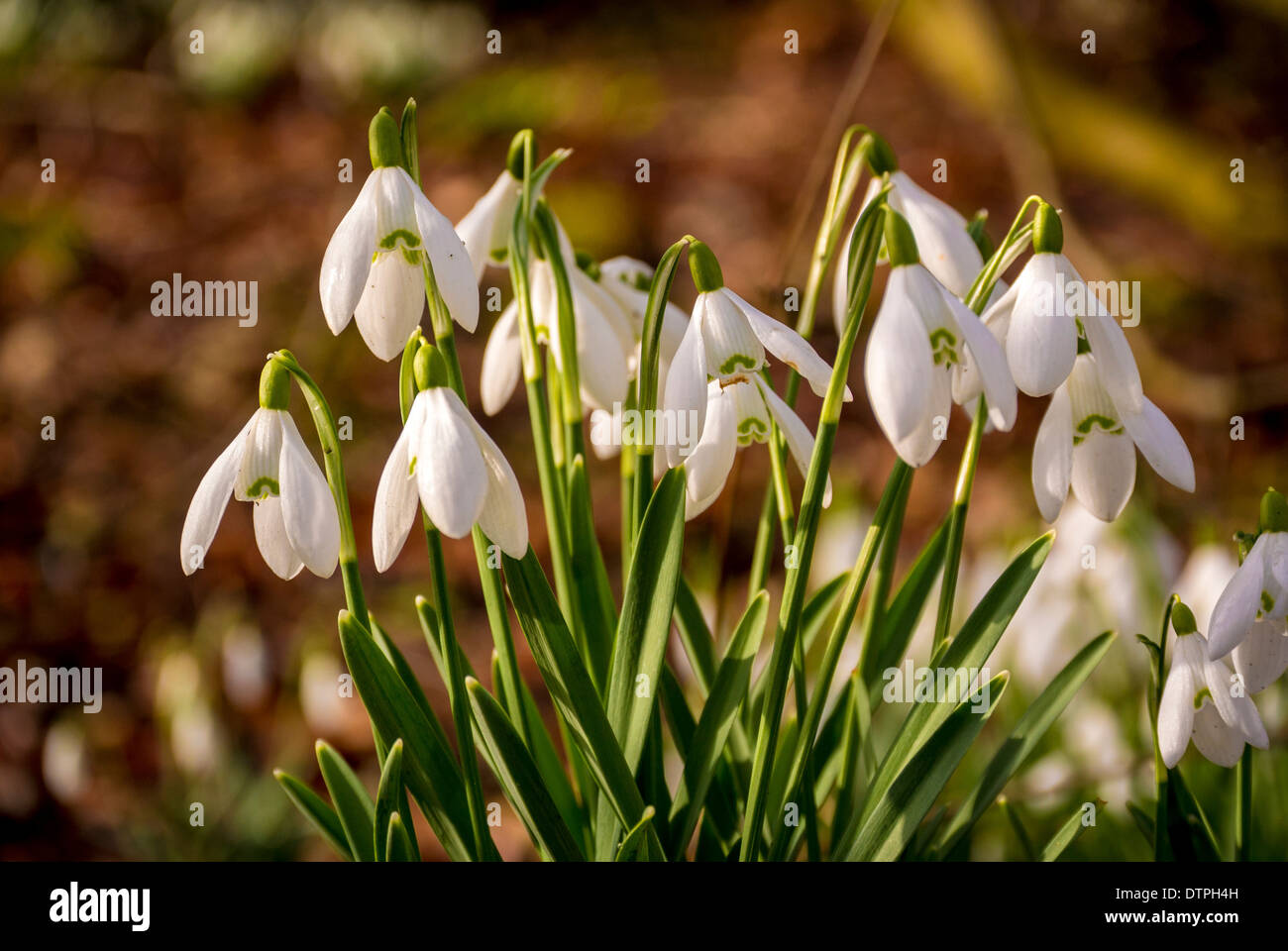 Native snowdrops hi-res stock photography and images - Alamy
