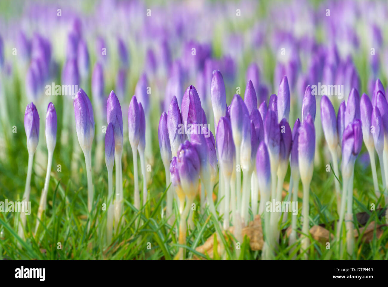 Crocus flowers emerging from grass Stock Photo - Alamy