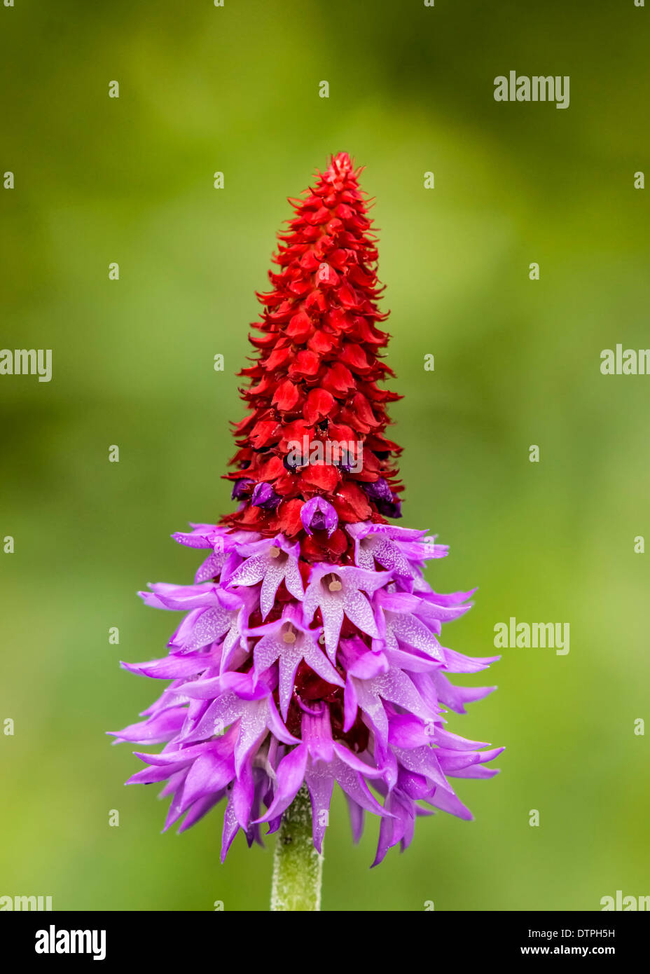 Orchid Primrose / primilla viallii Stock Photo - Alamy