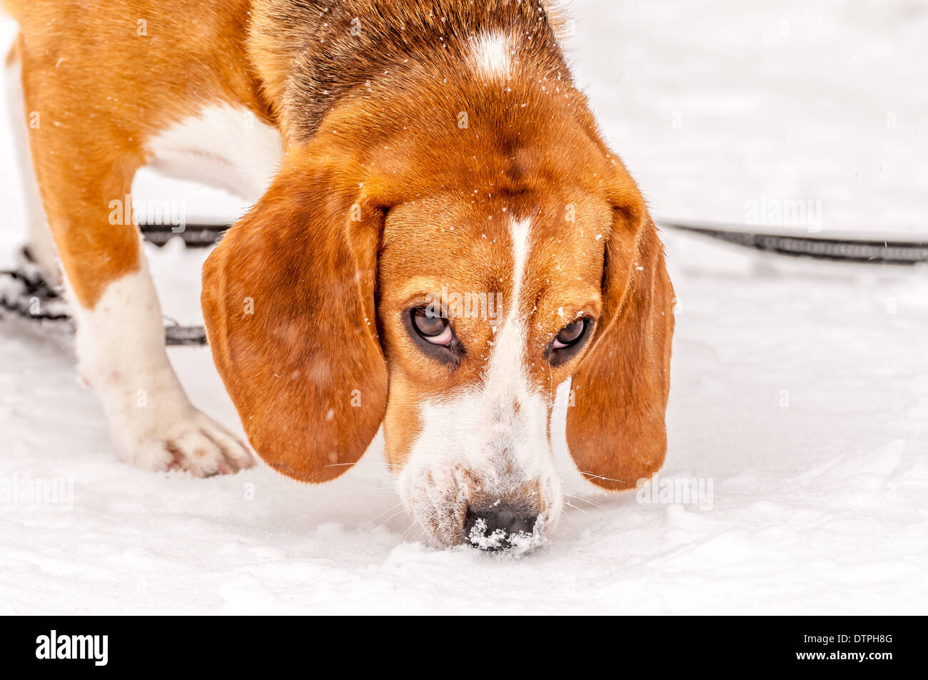 Beagle closeup image of the dog sniffing the snow Stock Photo - Alamy