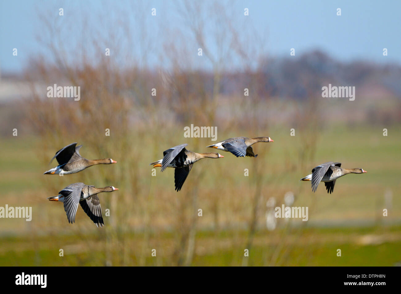 White-fronted Geese, North Rhine-Westphalia, Germany / (Anser albifrons ...
