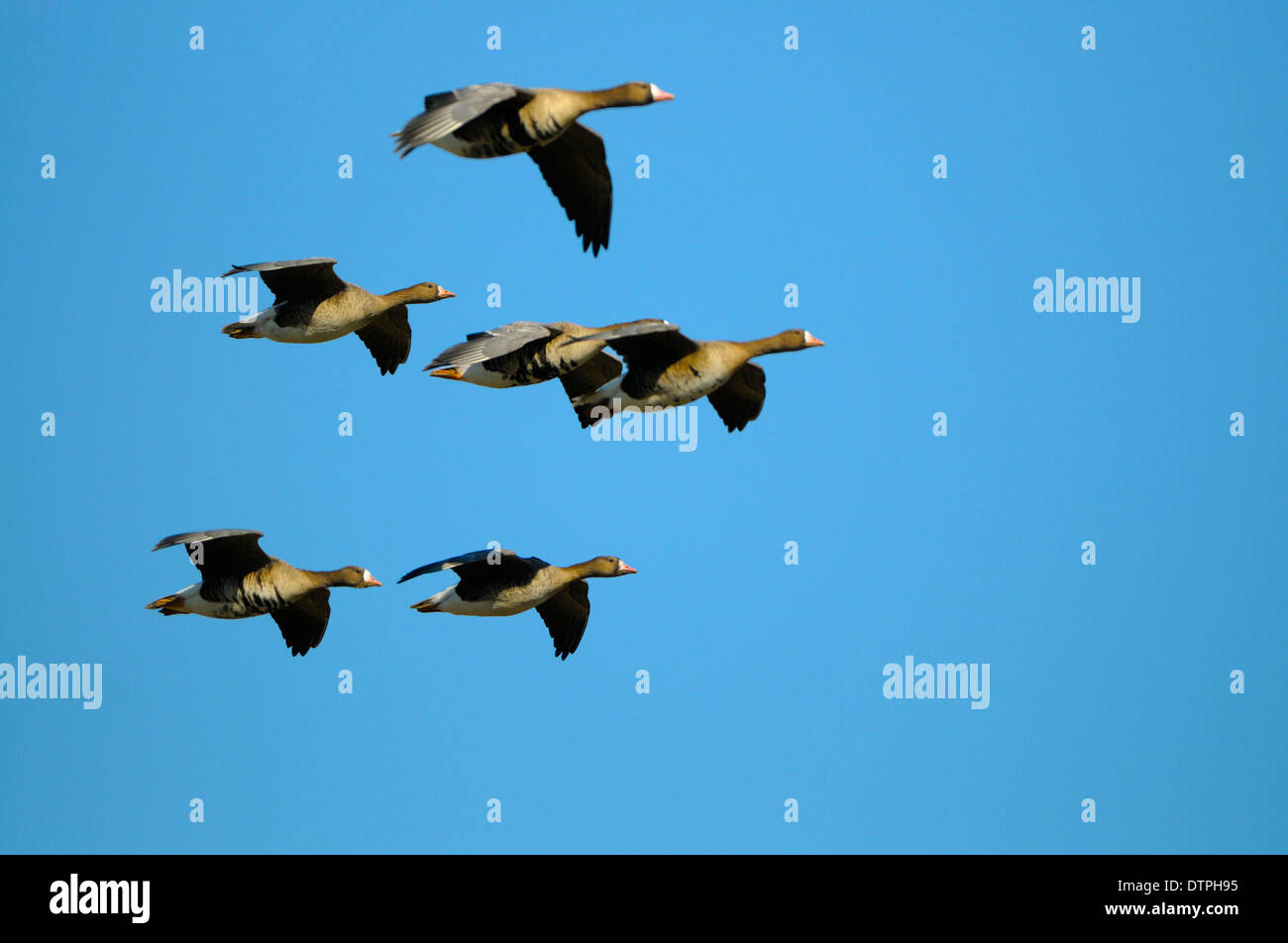 White-fronted Geese, North Rhine-Westphalia, Germany / (Anser albifrons ...