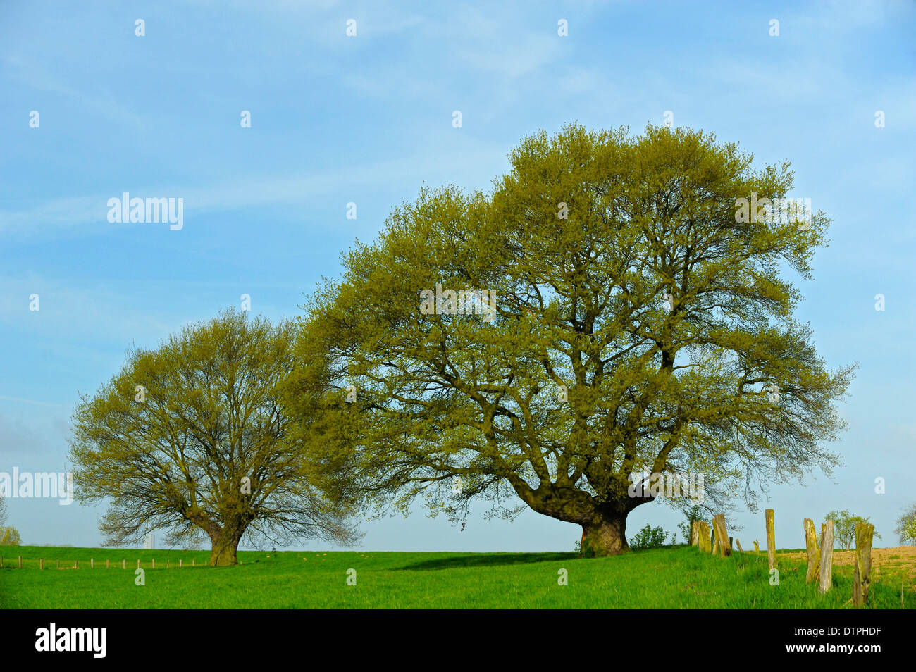 English Oaks, North Rhine-Westphalia, Germany / (Quercus robur Stock ...