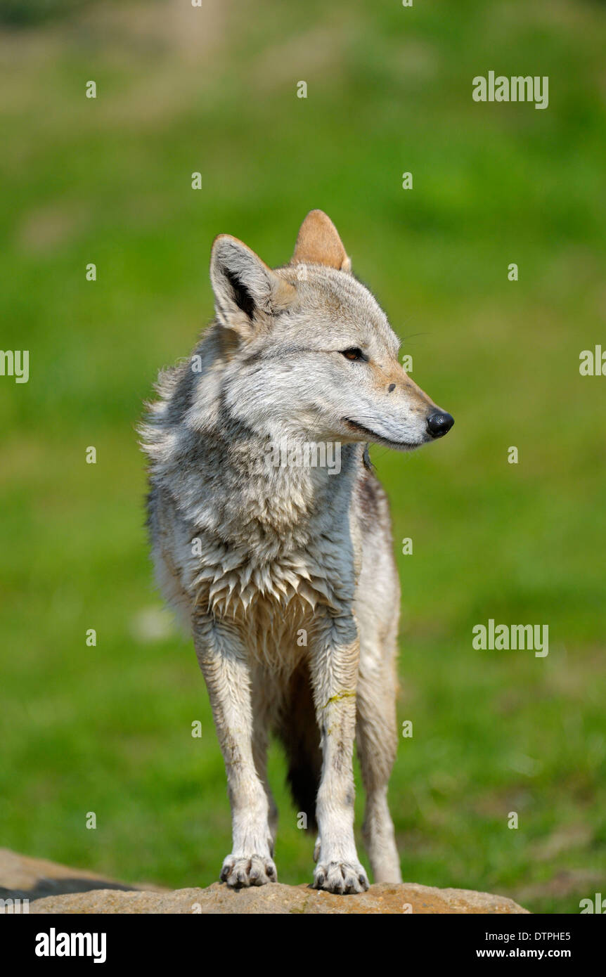 Golden Jackal / (Canis aureus Stock Photo - Alamy