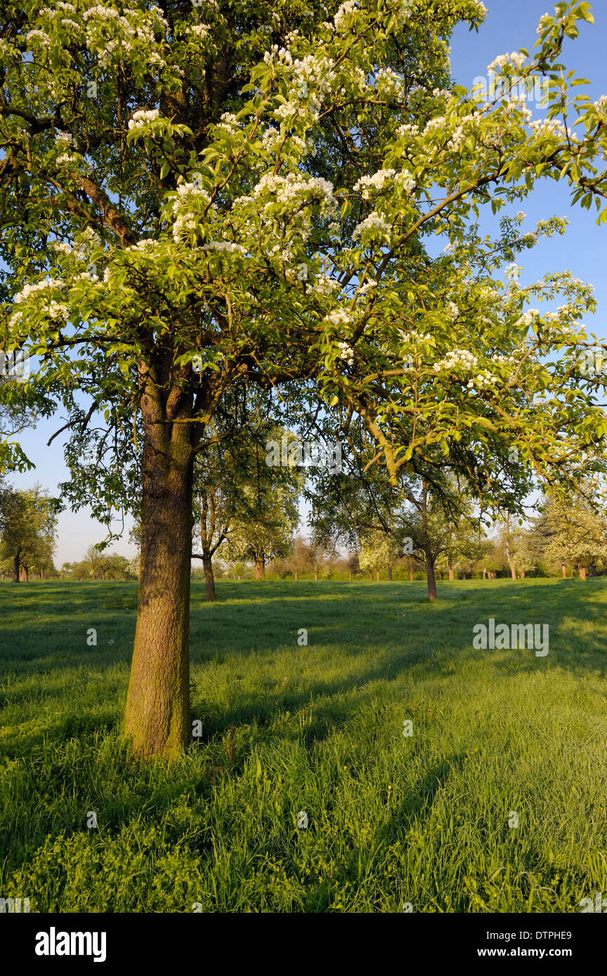 Loehnen hi-res stock photography and images - Alamy