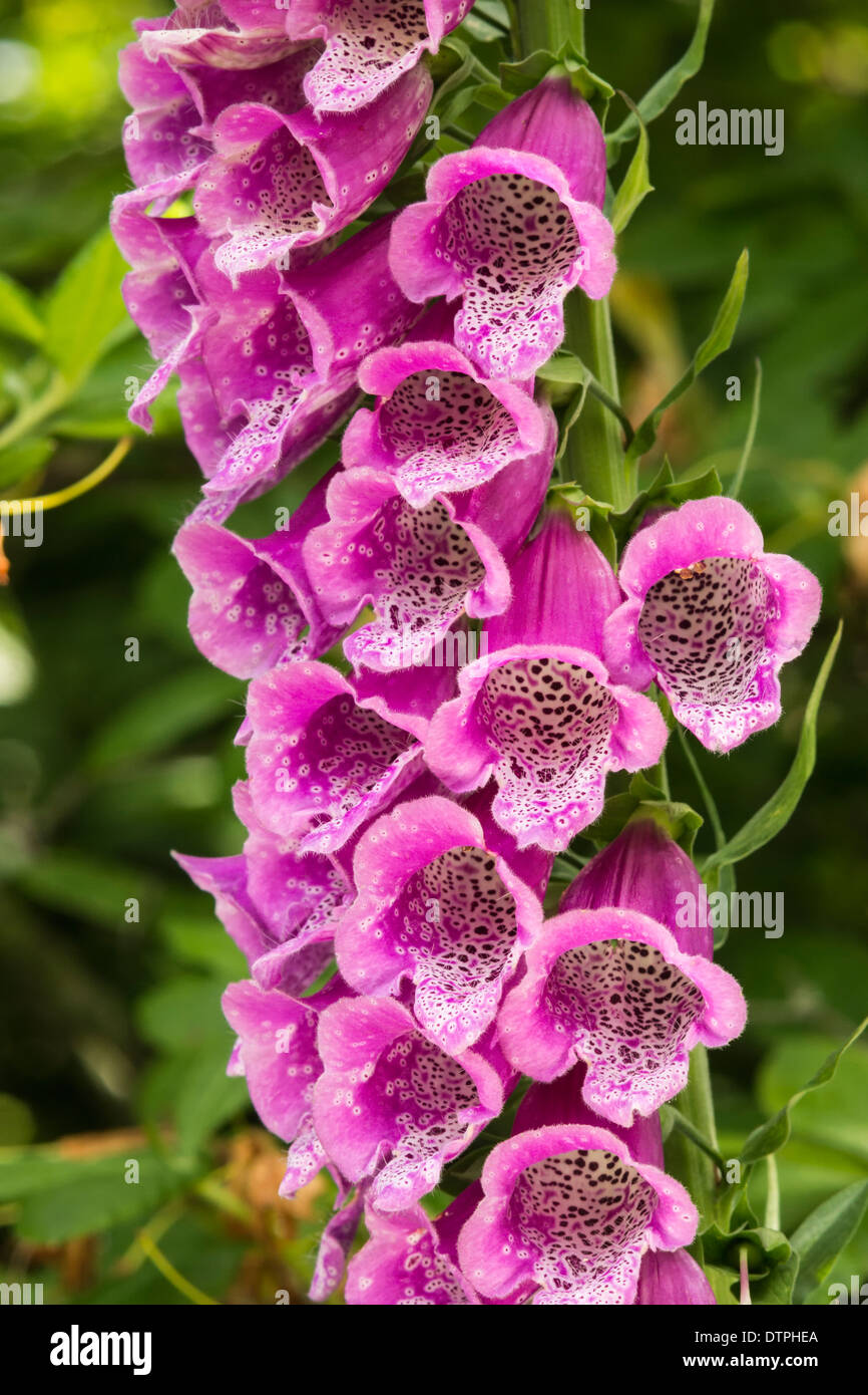 Wild foxglove hi-res stock photography and images - Alamy