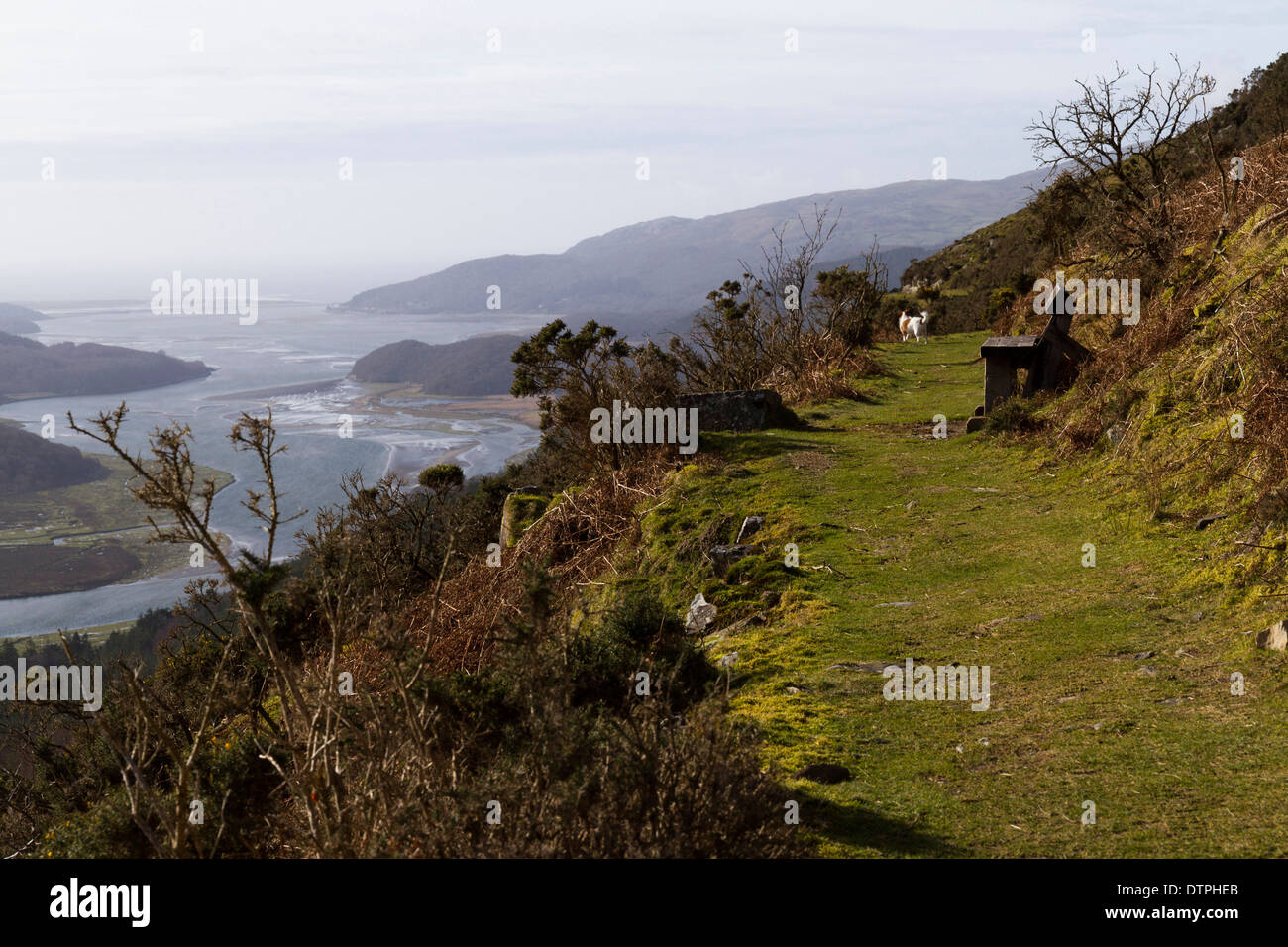 The precipice mawddach dog hi-res stock photography and images - Alamy