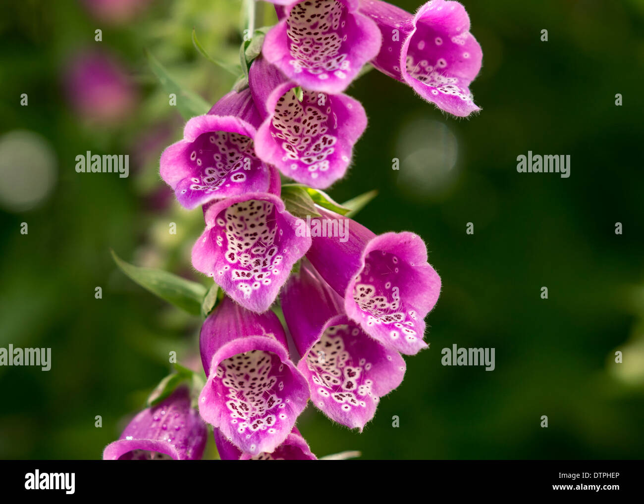 Foxglove hi-res stock photography and images - Alamy