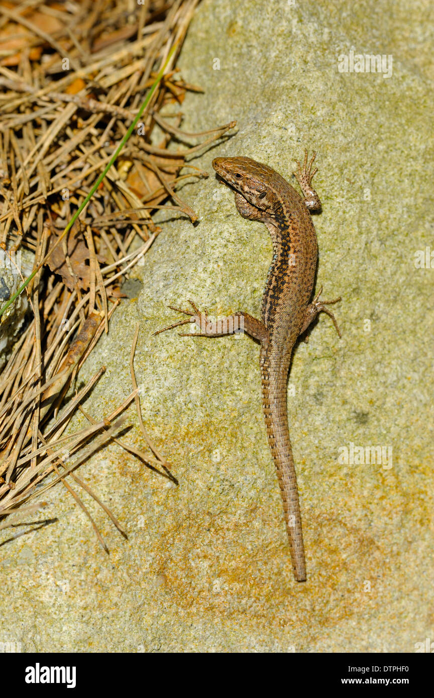 Common wall lizard hi-res stock photography and images - Alamy
