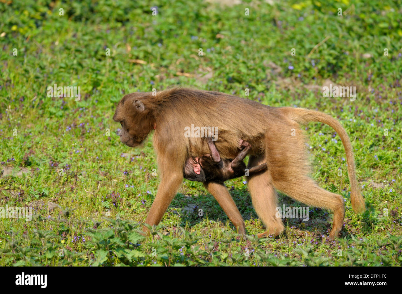 Juvenile gelada baboon theropithecus hi-res stock photography and ...