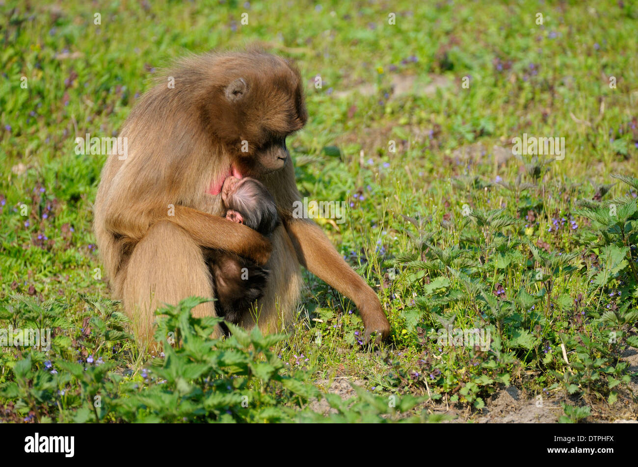 Geladas, female with young / (Theropithecus gelada Stock Photo - Alamy