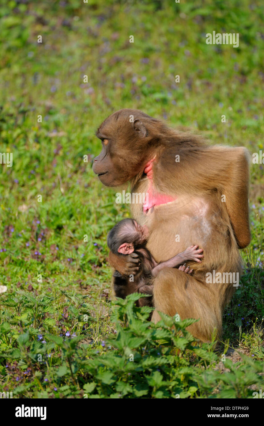 Geladas, female with young / (Theropithecus gelada Stock Photo - Alamy