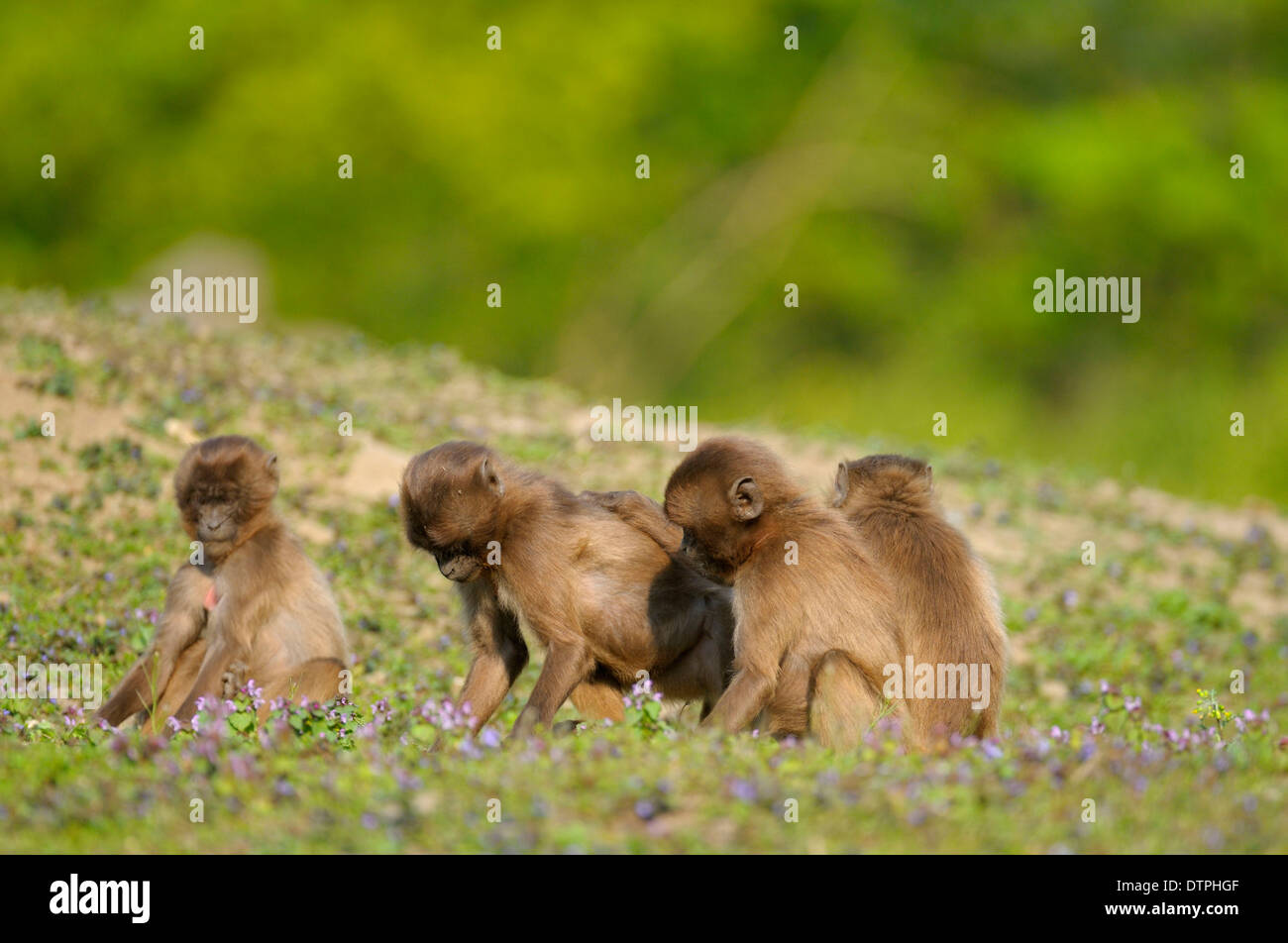 Geladas, youngs / (Theropithecus gelada Stock Photo - Alamy