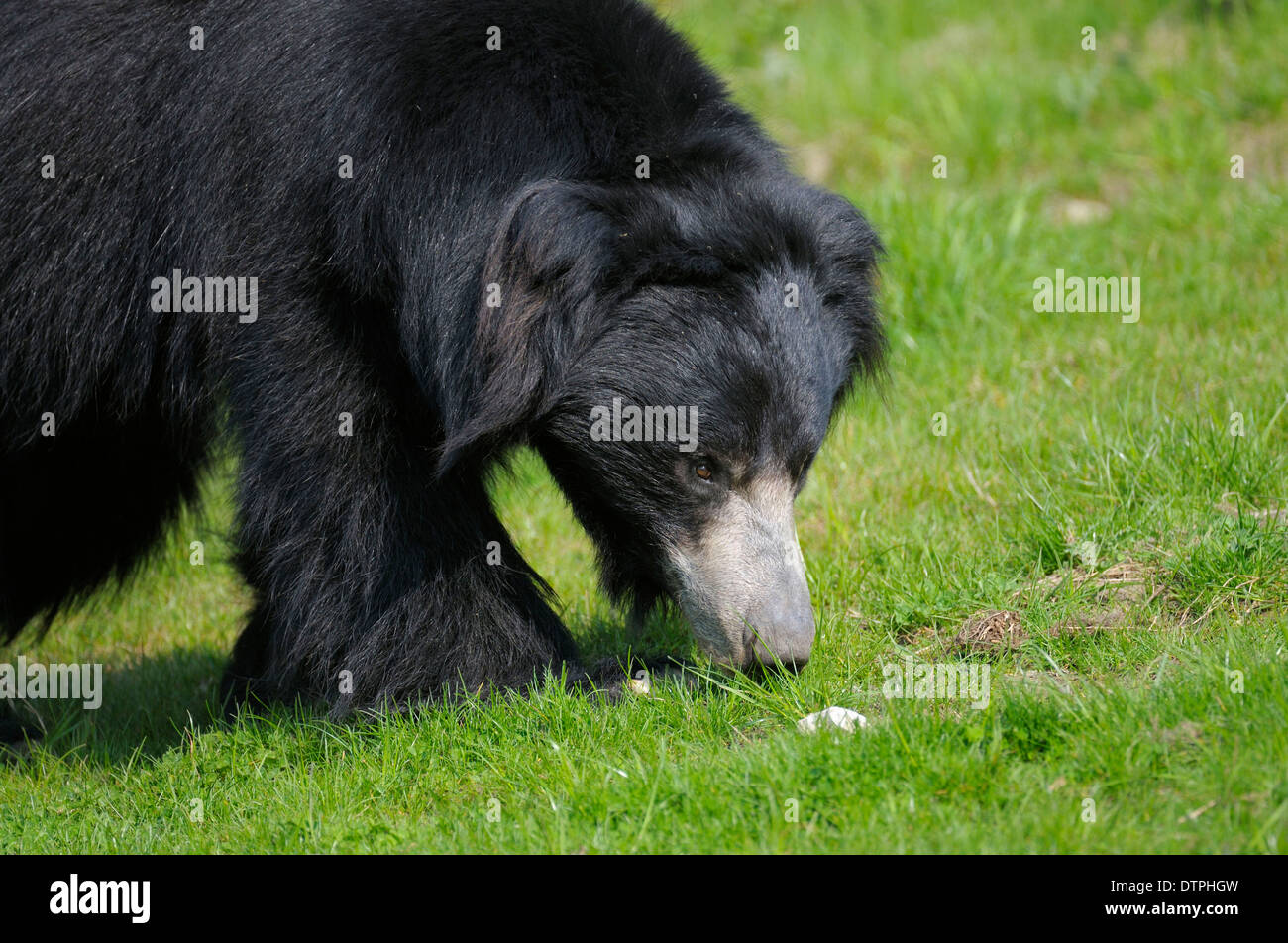 Sloth Bear / (Melursus ursinus, Ursus ursinus Stock Photo - Alamy