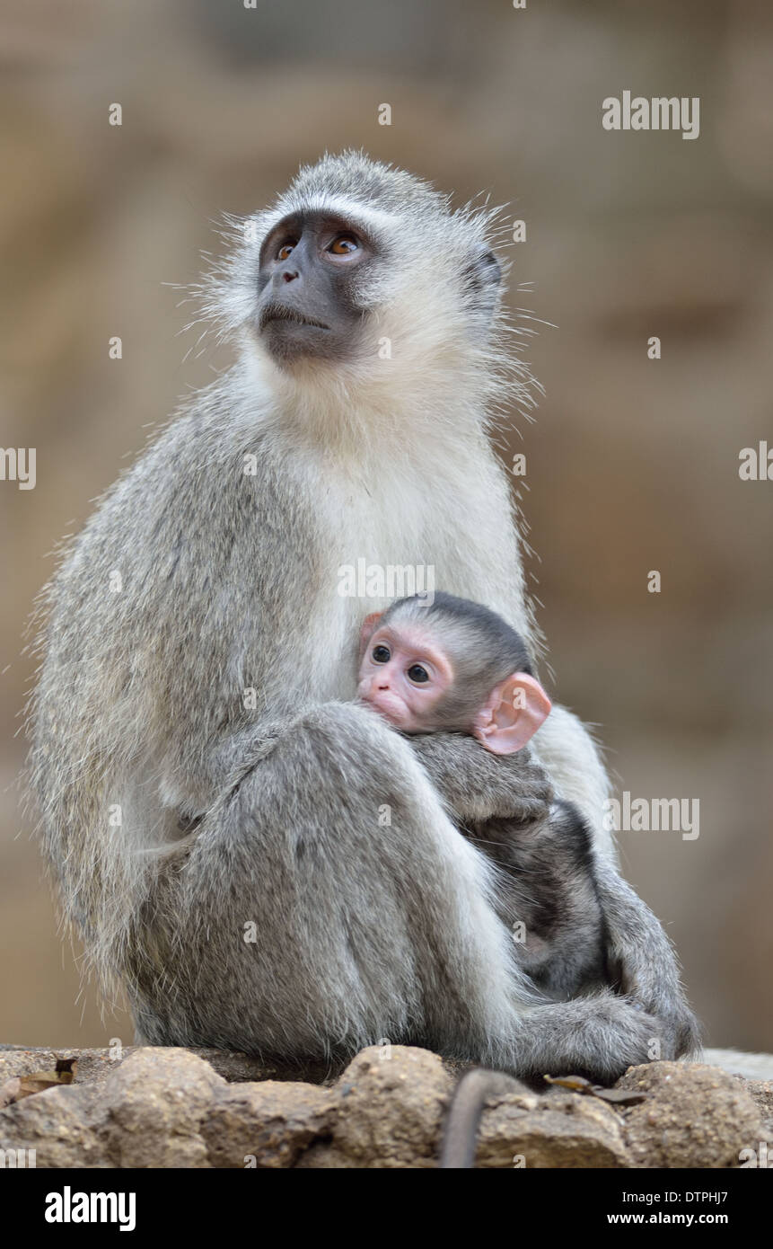 Vervet monkeys (Cercopithecus aethiops), mother and male baby, Kruger ...