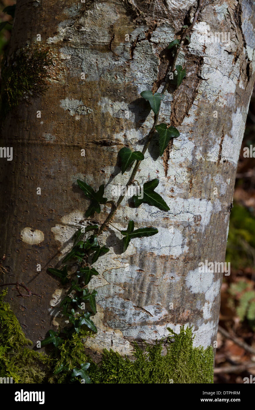 A single strand of ivy climbs up the trunk of a tree Stock Photo - Alamy