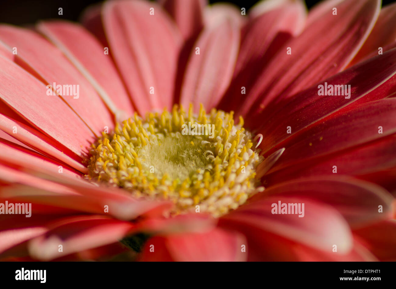 Floral view hi-res stock photography and images - Alamy