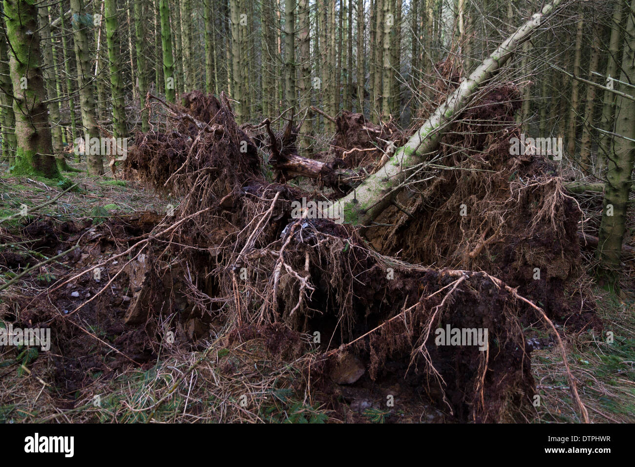 Storm damaged plantation hi-res stock photography and images - Alamy