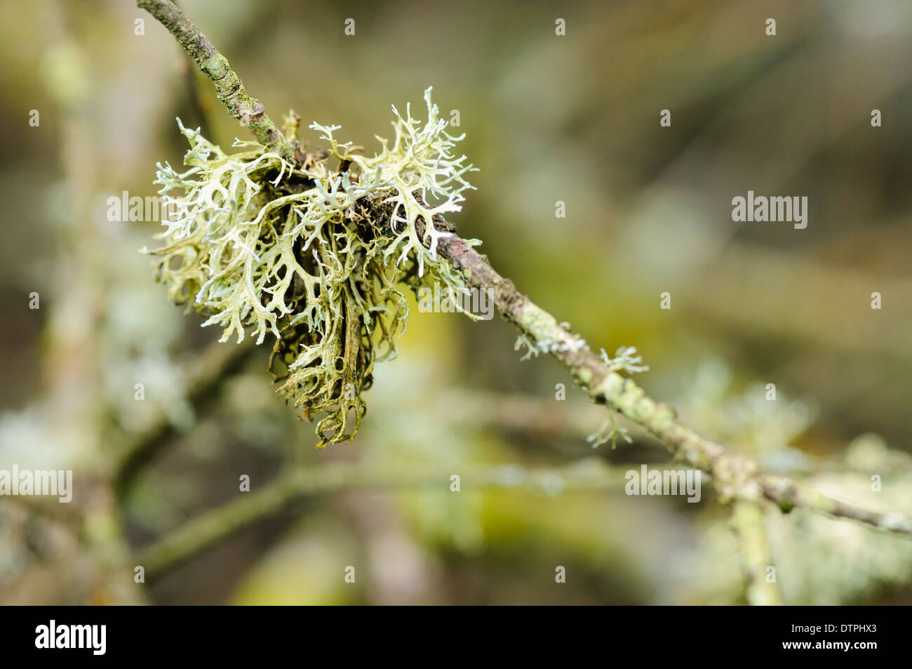 Lichen growing on a branch Stock Photo - Alamy