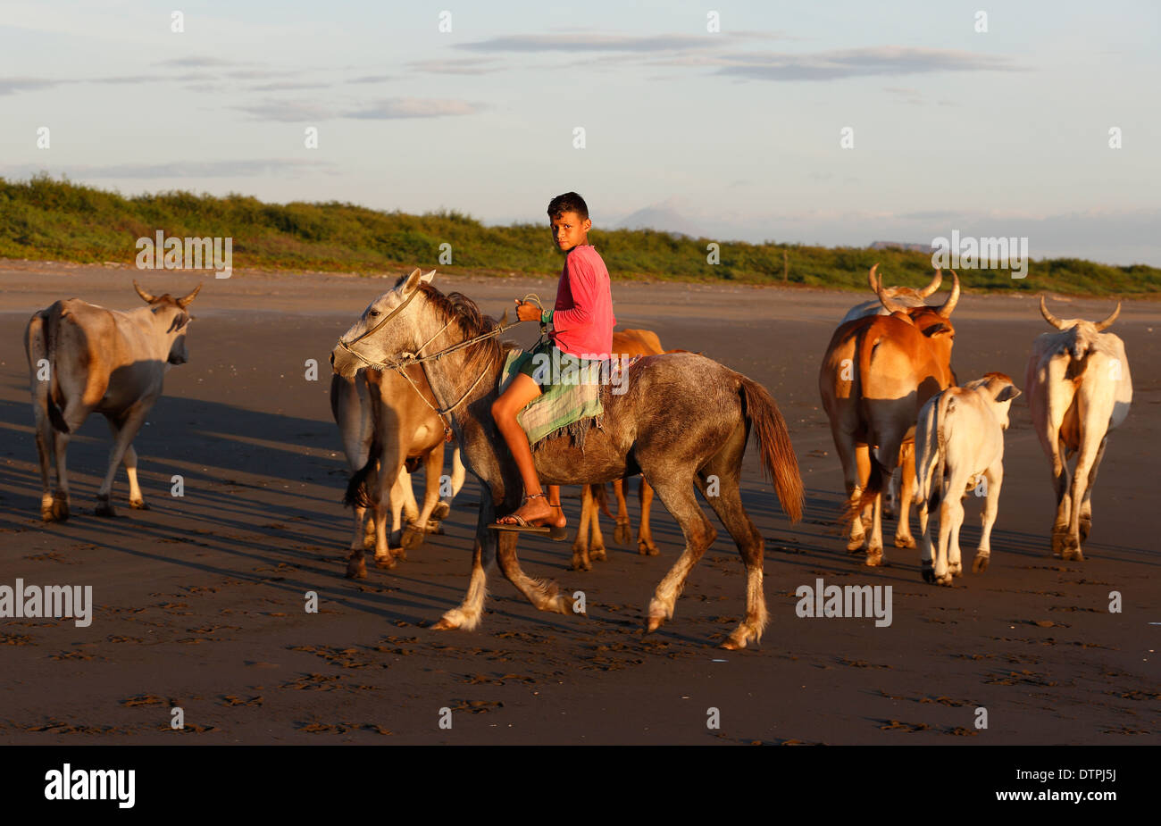 Boy beach horse Braham cattle Mechapa Nicaragua Stock Photo - Alamy